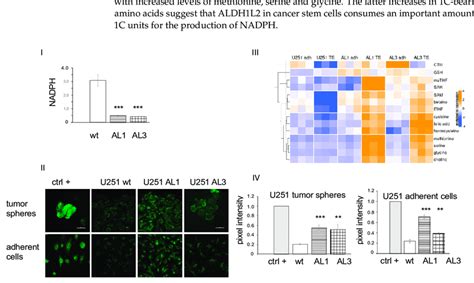 Aldh1l2 Knockout U251 Cells Have Lower Nadph Level I No Difference