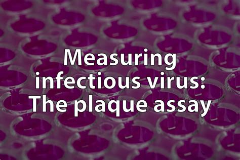 Measuring Infectious Virus The Plaque Assay Virology Research Services