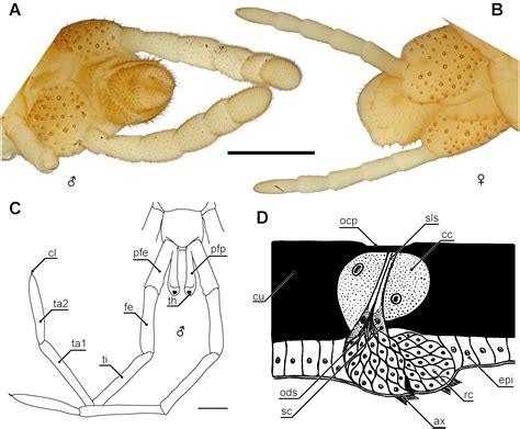 Chilopoda Anatomy