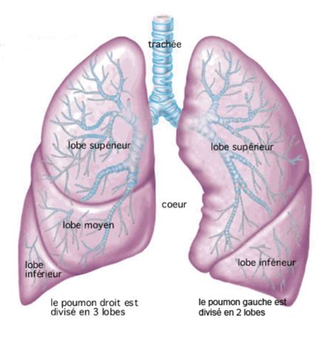 Anatomie Poumon Hot Sex Picture