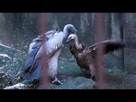 餌を奪い合うコシジロハゲワシの親子上野動物園African White Backed Vulture YouTube