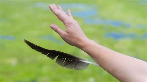 O Jardim Performativo De Rosana Antolí Centro De Arte Moderna