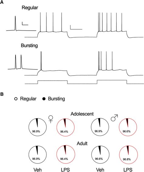 Distribution Of Regular And Bursting Spiking Pattern Of Hippocampal