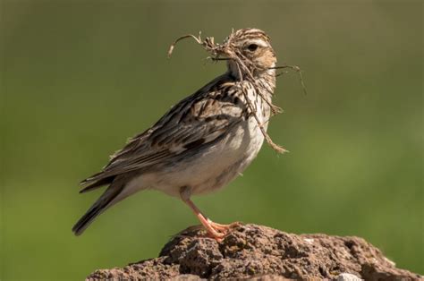 Lerka Stowarzyszenie Jestem Na Ptak
