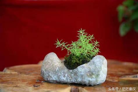 略陽文聯藝術扶貧讓石頭會唱歌 每日頭條