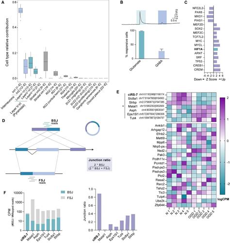 Cirs 7 And Mir 7 Regulate Ischemia Induced Neuronal Death Via Glutamatergic Signaling Biorxiv
