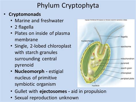 Kingdom Protista Chapter Ppt Video Online Download