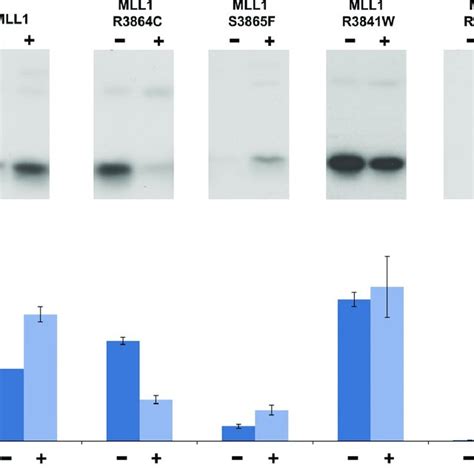 Schematic Representation Of Setd2 Structure Download Scientific Diagram