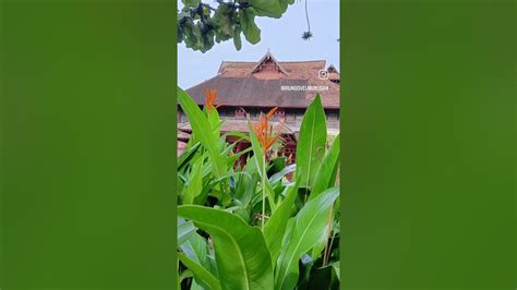 27 January 2025 Youtube