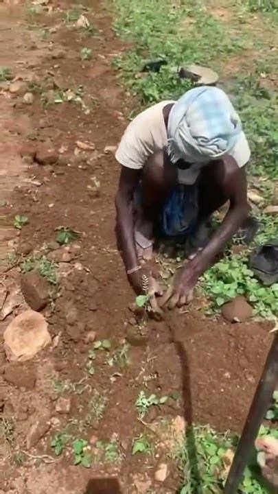 🥦மரம் வளர்ப்போம் மழை பெறுவோம்🥦 Youtube