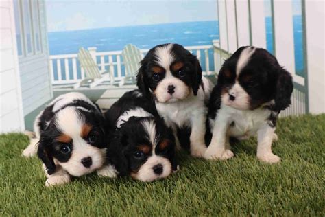 Cavalier King Charles Spaniel Puppies For Sale In Massachusetts