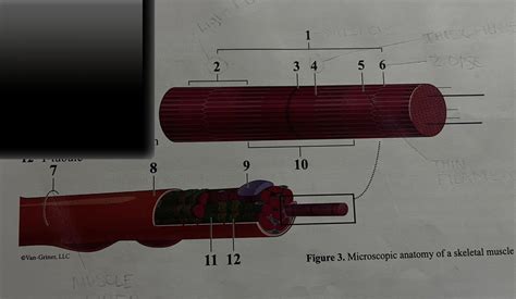 Microscopic Anatomy Of A Skeletal Muscle Fiber Lab 7 Diagram Quizlet