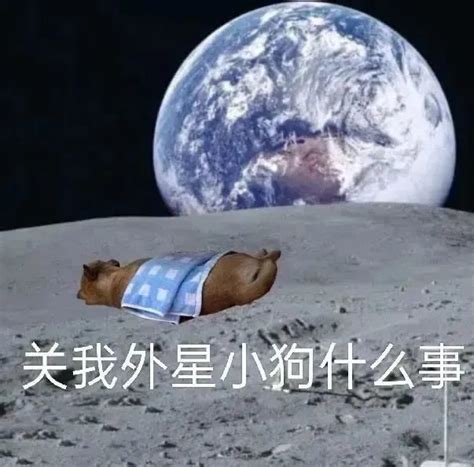 表情包乖乖等着