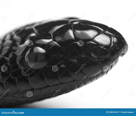 Black Python Stock Image Image Of Cold Wild White 25651657