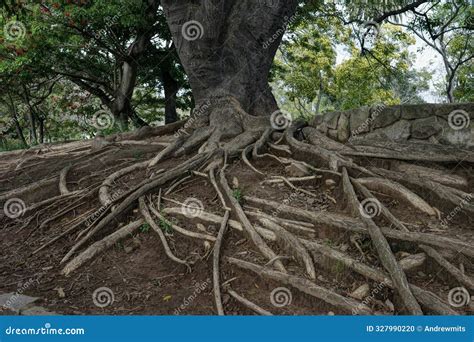 Texture Of Massive Tree Trunk And Exposed Roots Stock Photo Image Of Tortured Forest 327990220