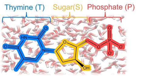 Molecular Structure Of Dna Base Thymine T Its Nucleoside T S And Download Scientific