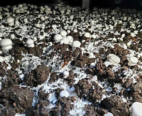 Hot Sale White Button Mushroom Spawn Chinese Mushroom Spawn Bag Buy