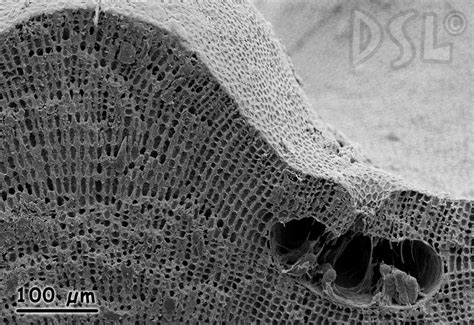 Smithsonian Tropical Research Institute Digital File Manager