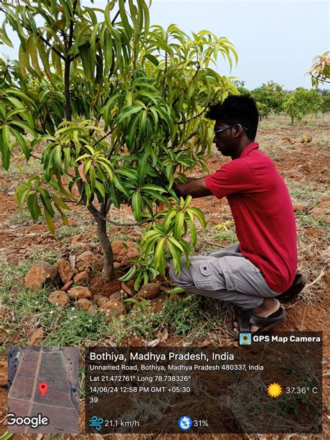 Eddula Akhil On Linkedin Pruning In Mango Crop 🔪🪚🥭🌳 Pruning Is