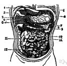Omentum Definition Of Omentum By The Free Dictionary