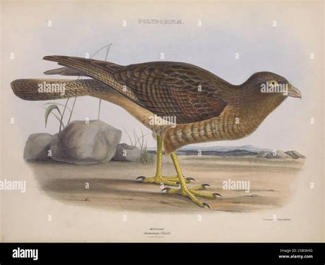 The Genera Of Birds 1849 Birds Behavior Classification Pictorial