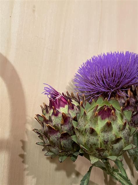めっちゃ暗い部屋に置いてるのに開花の兆しが！ 植物はえらいねえ。