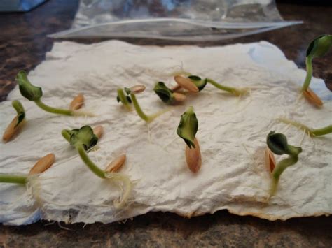 Healthy Sustainable Living 6 Steps For A DIY Home Seed Germination Test