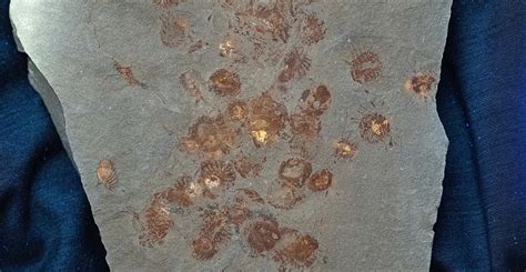 Fossil Of Ancient Crustacean Gathering Reveals New Insights Into Their