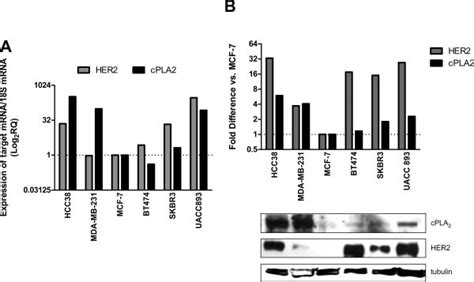 Analysis Of Her2 And Cpla 2 Expression In A Panel Of Breast Cancer Cell