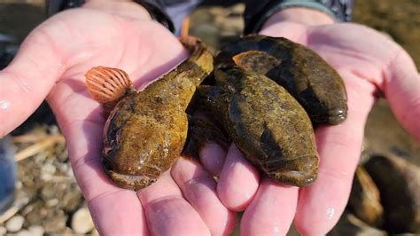 수심 10cm도 않되는 곳~ 사람도 물어 뜯어 버리는 물고기~절대 손가락 넣지 마세요~ Youtube