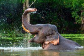 How An Elephant S Trunk Performs Like A Swiss Army Knife Earth