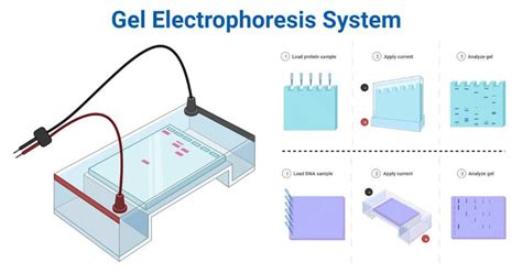 Understanding Gel Electrophoresis