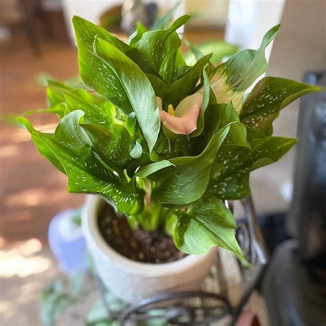 Calla Lily Growing Indoors 13 Care Tips Plantcarefully