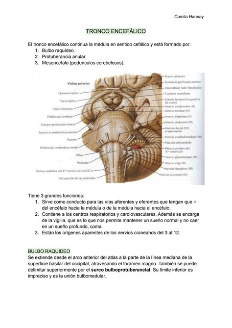 SOLUTION Anatom A Del Tronco Encef Lico Studypool
