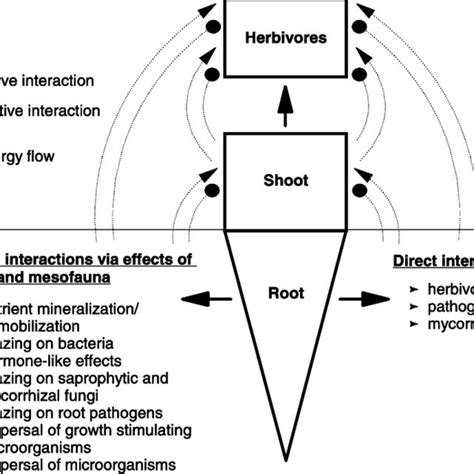 Ways In Which Belowground Interactions May Affect Plant Growth And Thus