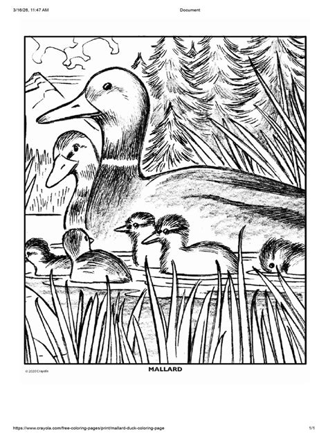 Mallard Duck Pdf