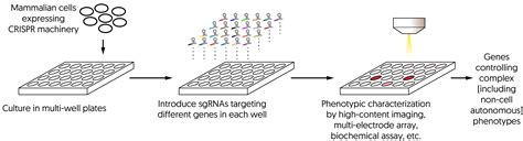 CRISPRlipid Background