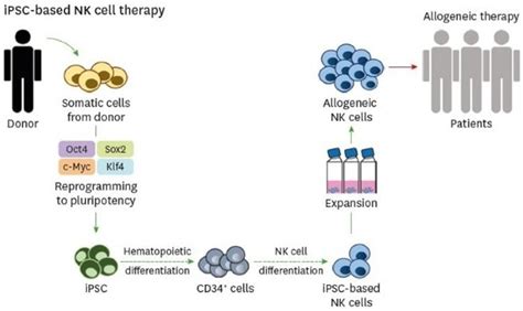 What Is The Full Potential Of Ipsc Derived Allogeneic Cell Therapy