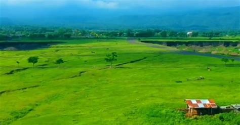Mengintip Keindahan Savana Tianyar Hamparan Padang Rumput Ala Afrika