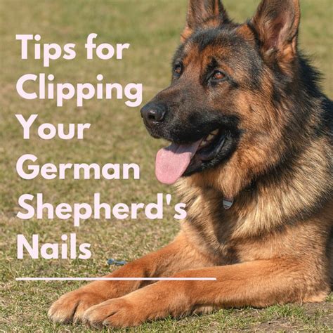 German Shepherd Nail Trimming Tips And Tricks