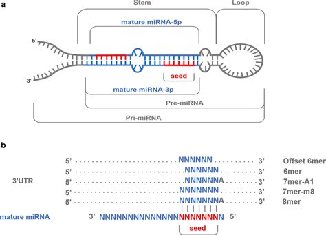 Mirna生物信息数据分析流程初探二mirna原始序列分析 Csdn博客