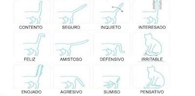 Significado De La Cola De Gato Y Sus Diferentes Movimientos Y