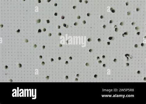 Styrofoam Texture Stock Videos And Footage Hd And 4k Video Clips Alamy Styrofoam Texture Stock Videos And Footage Hd And 4k Video Clips Alamy