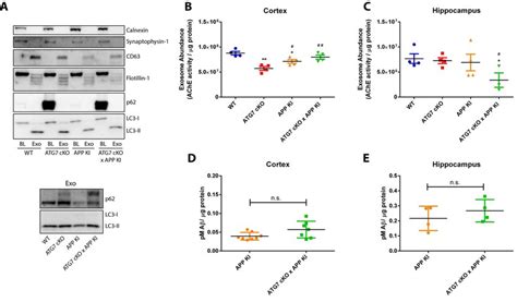 Autophagy Inhibition Impairs Exosomal Secretion But Does Not Affect