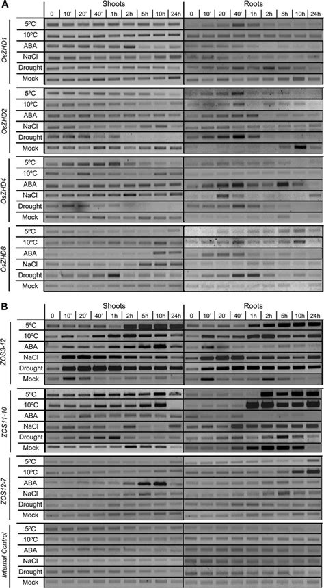 Transcriptional Profile Of The Transcription Factors Tfs Identified
