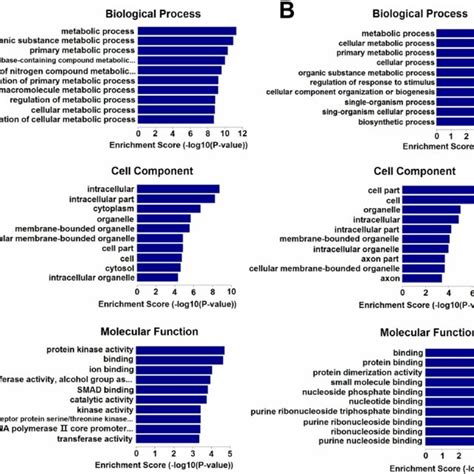 Gene Ontology Go Analysis For The Target Genes Of The Differentially