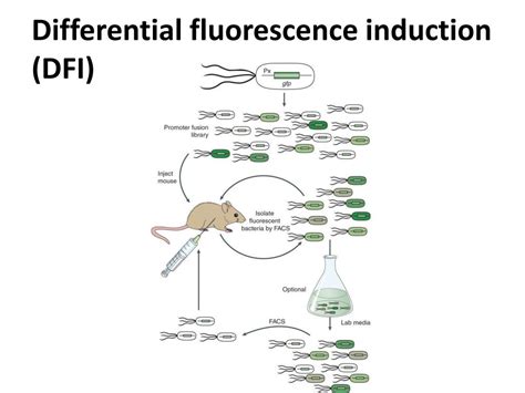 PPT Microbial Functional Genomics PowerPoint Presentation Free