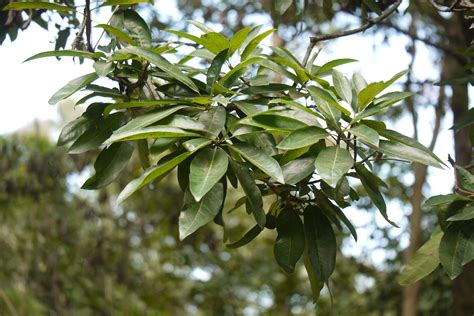 Mee Tree Mahua Lonolia 58 Off