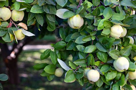 가을 공원의 나뭇가지에 무성한 녹색 단풍 중 사과 퀸스 과일의 클로즈업 유기농 원예 나무에 신선한 Quinces 시골 정원 수확 개념입니다 비타민 채식주의 과일 0명에 대한
