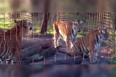 刚出生的小老虎第一次见到猫咪扑上去又亲又咬不要太可爱了 猫咪